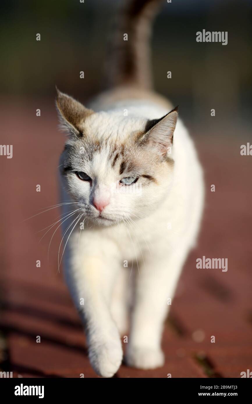 A female white cat with blue eyes walking outside Stock Photo - Alamy