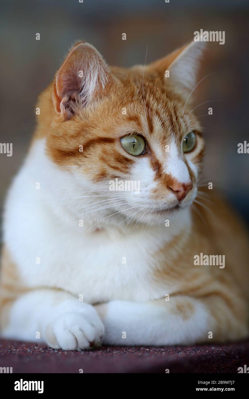A ginger cat outside Stock Photo - Alamy