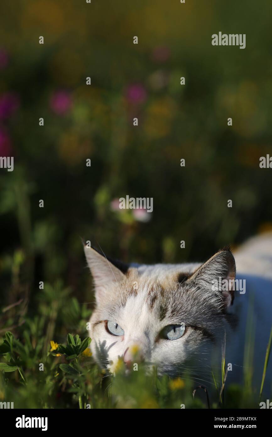 A female white cat with blue eyes outside in a hunting position Stock ...
