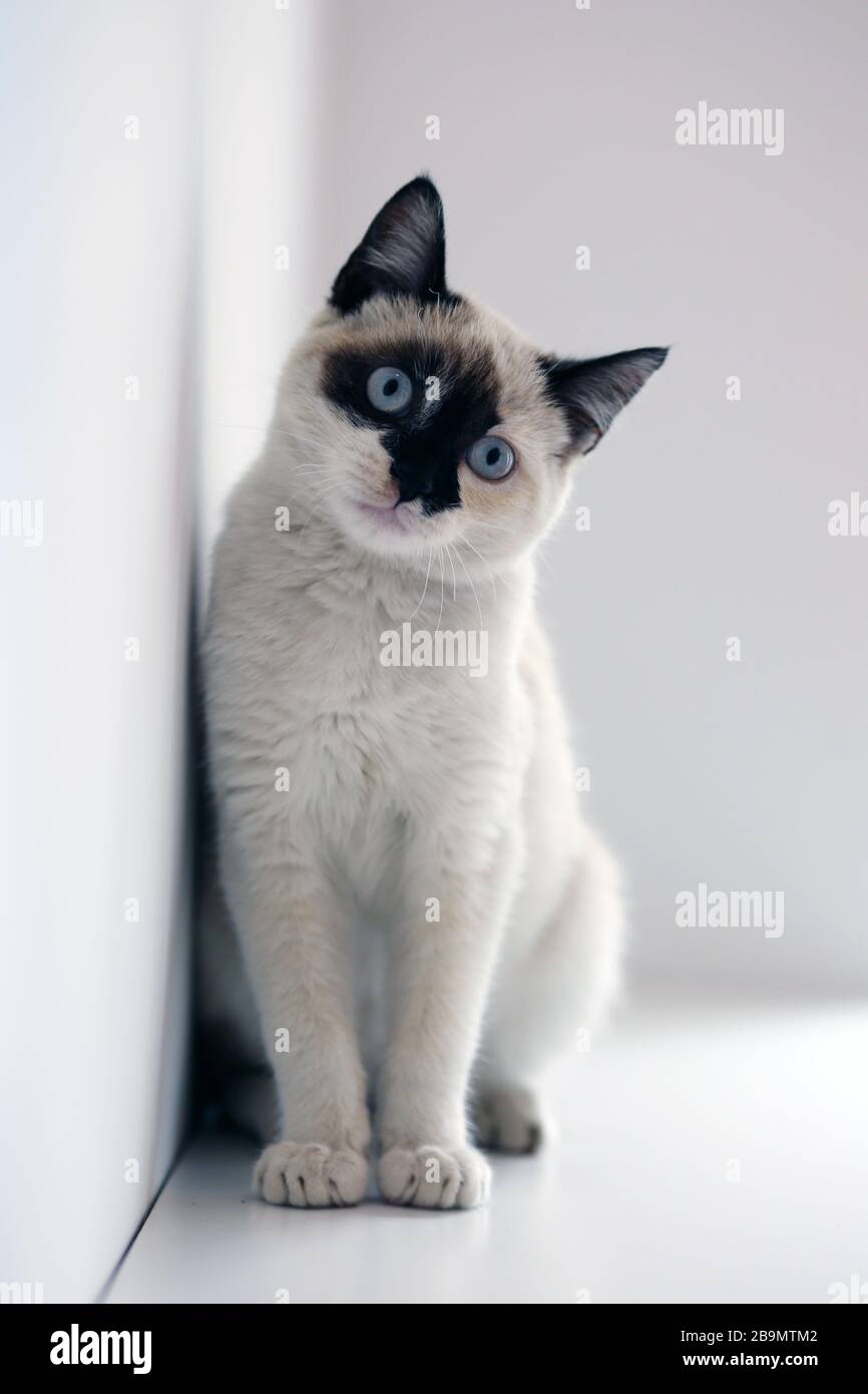 An inquisitive cat looks on Stock Photo - Alamy
