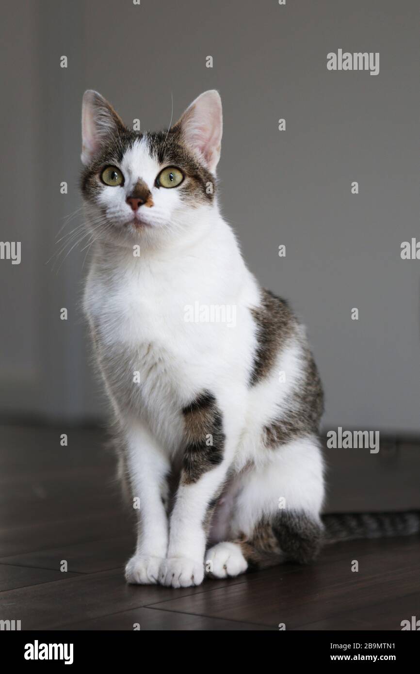 Portrait of a common european cat Stock Photo - Alamy