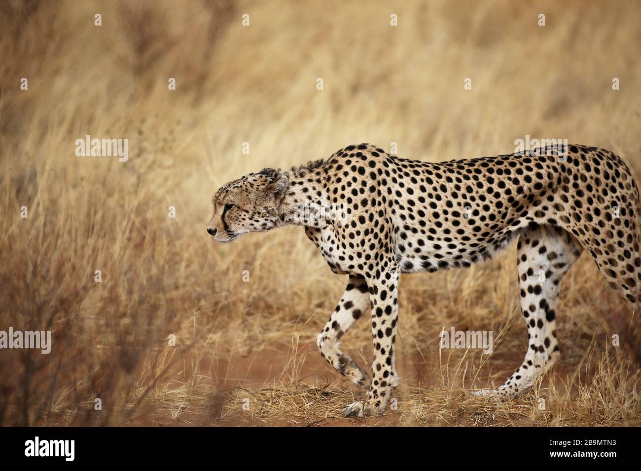 Cheetah prey hi-res stock photography and images - Alamy