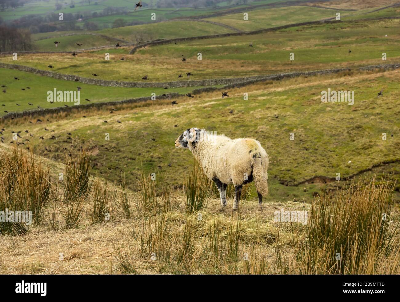 A single Swaledale ewe, female sheep, looking out across the Dale with ...