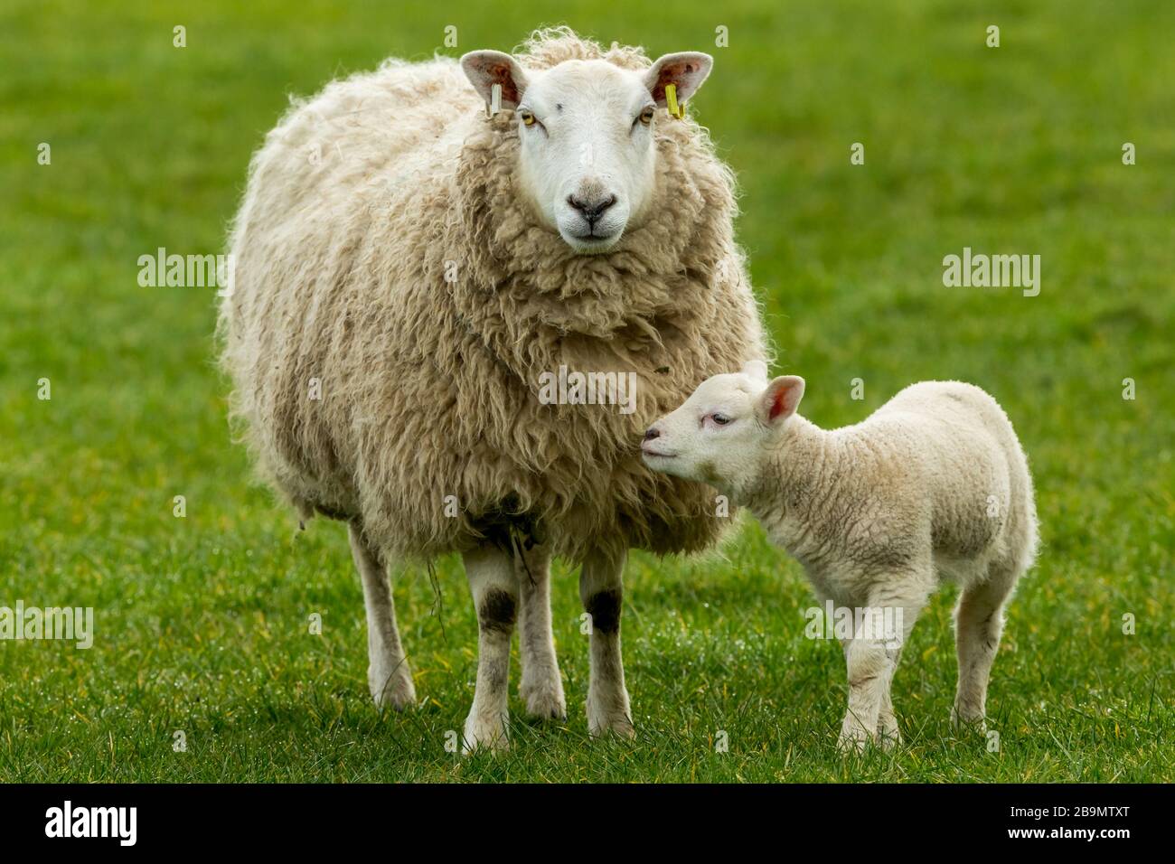 Texel Ewe, a female sheep with her young lamb, facing forward in green ...
