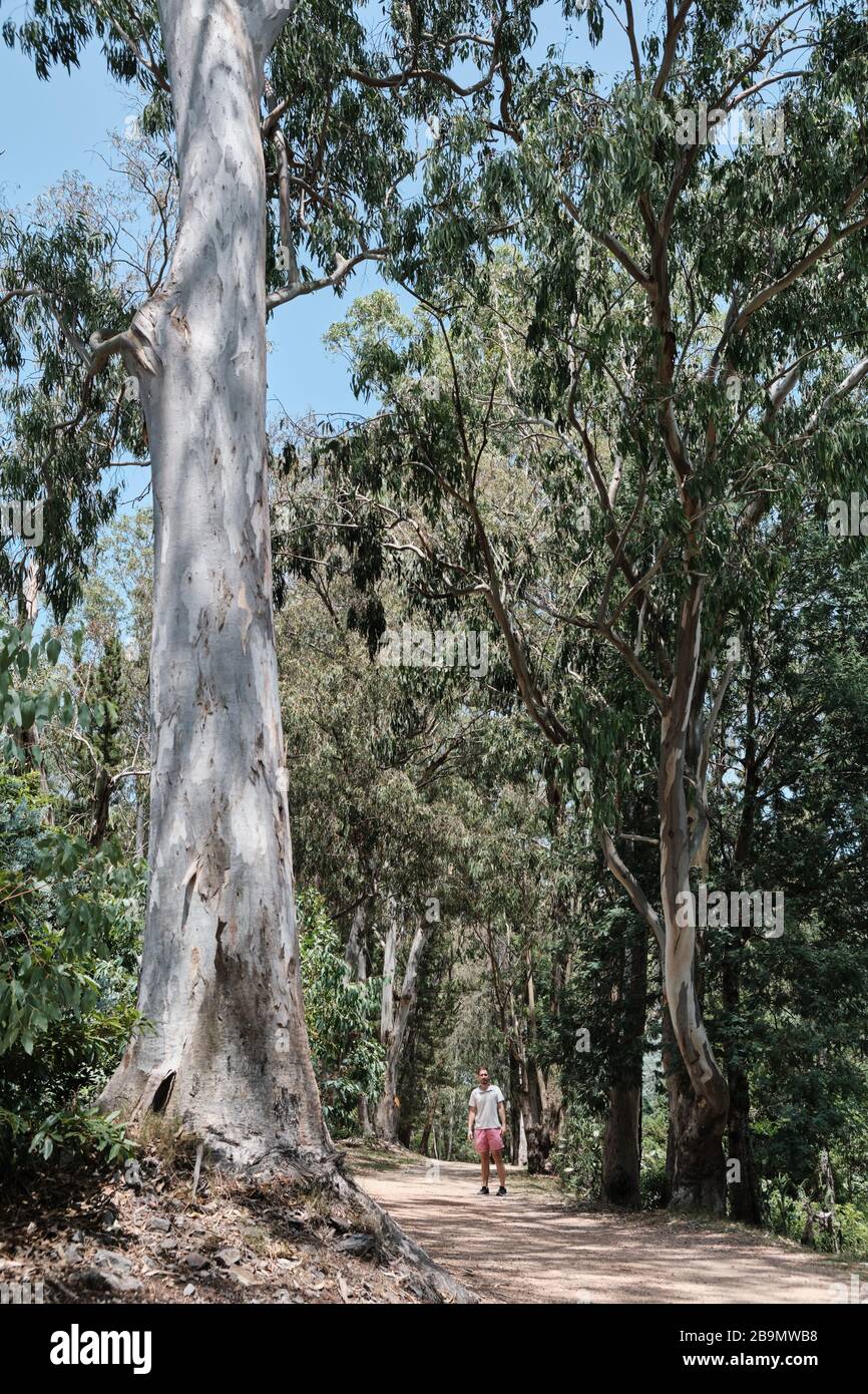 a white caucasian man walking a trekking trail between the trees and ...