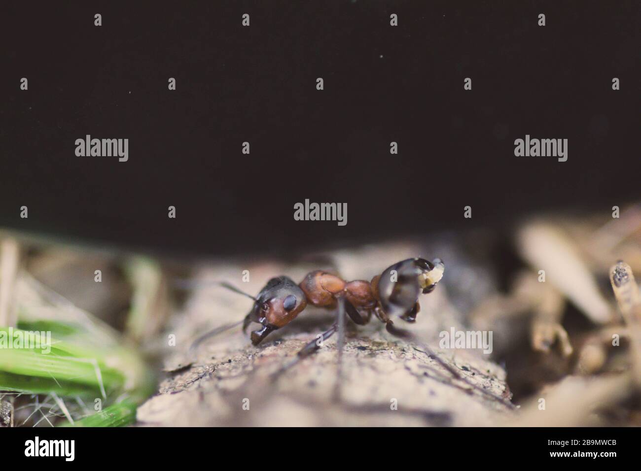 ants eating an insect Stock Photo - Alamy