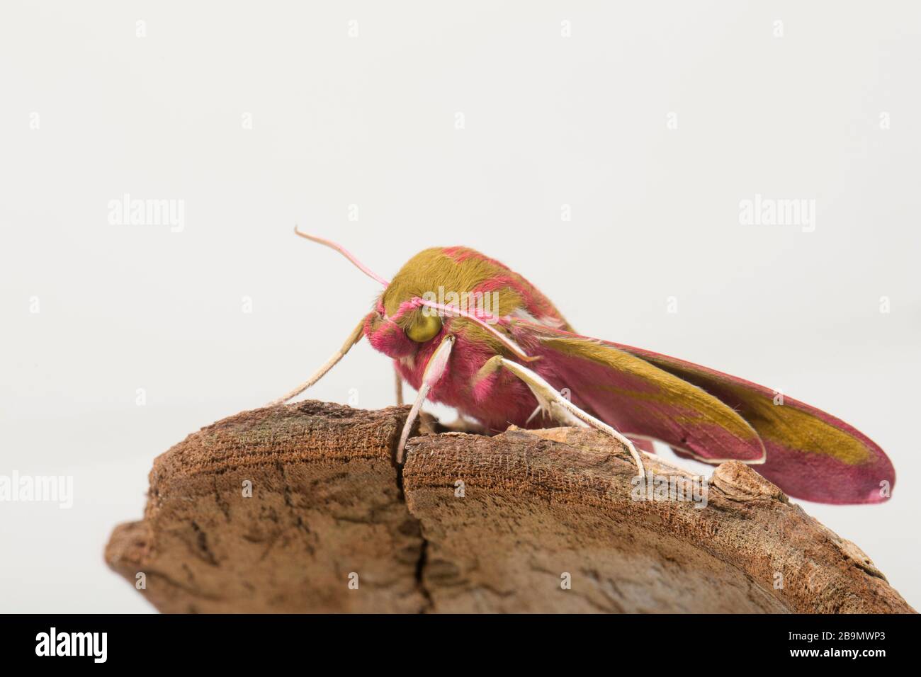 A newly emerged elephant hawk moth, Deilephila elpenor, resting on a ...