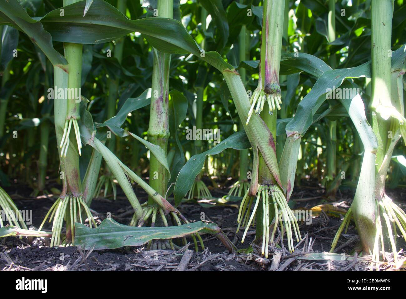 Corn feet hi-res stock photography and images - Alamy