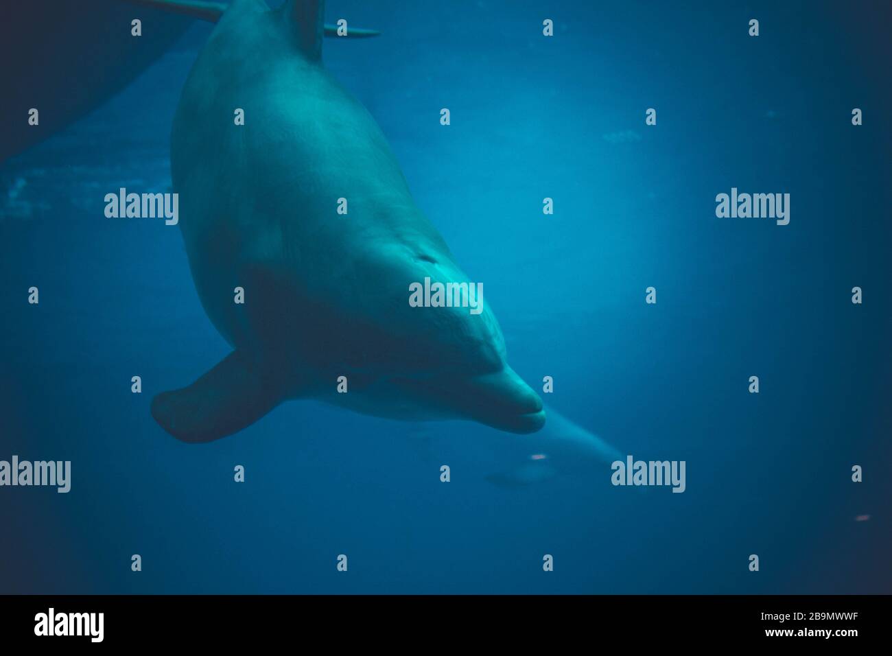 Dolphin wild underwater hi-res stock photography and images - Alamy