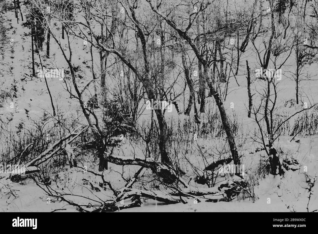 Twisted Old Tree Drawing