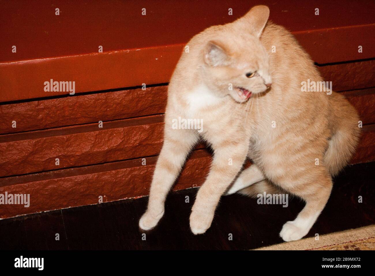 Cream Tabby Cat Stock Photo - Alamy
