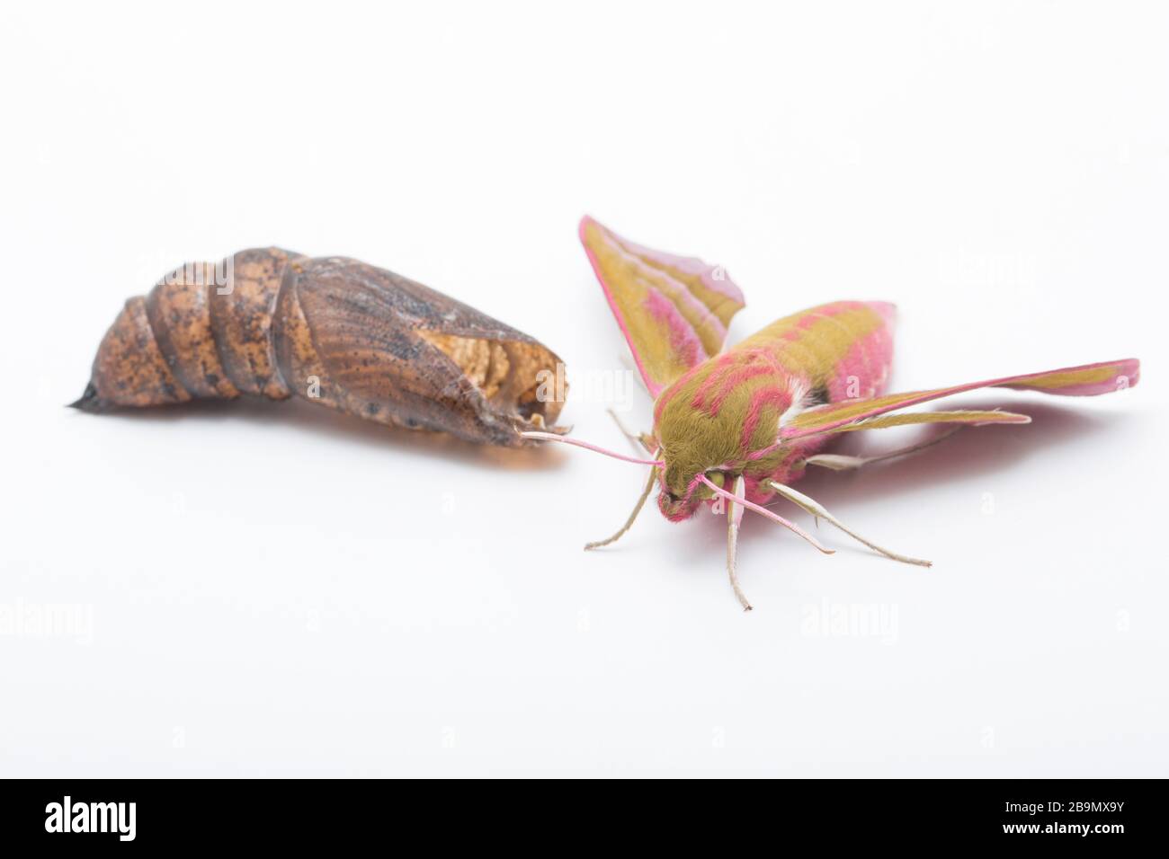 A newly emerged elephant hawk moth, Deilephila elpenor, next to its ...