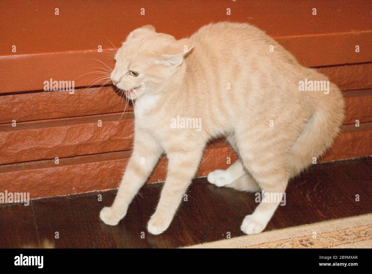 Cream Tabby Cat Stock Photo - Alamy