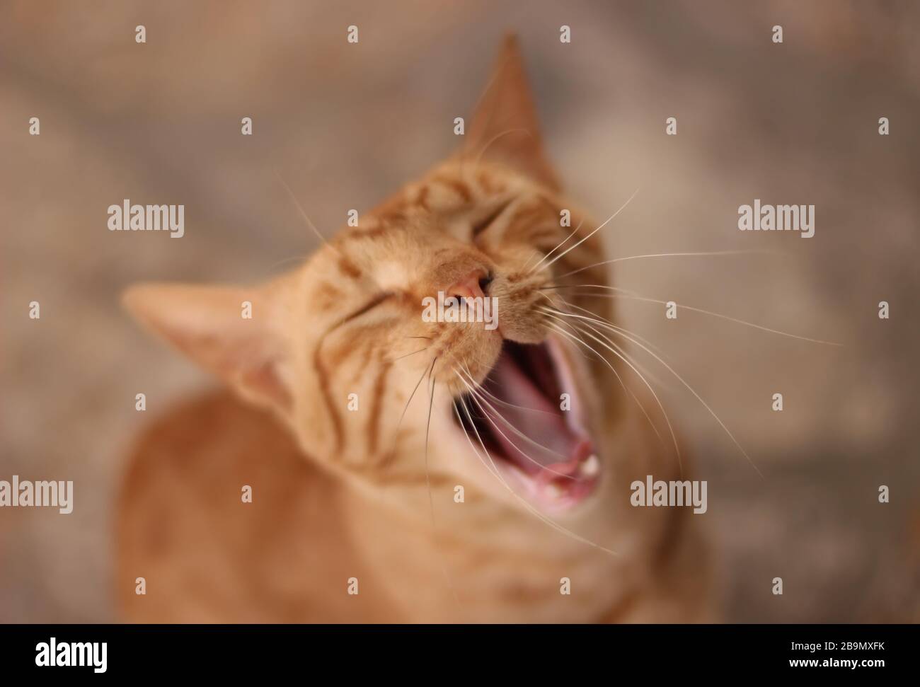 Portrait of a orange cat Stock Photo - Alamy