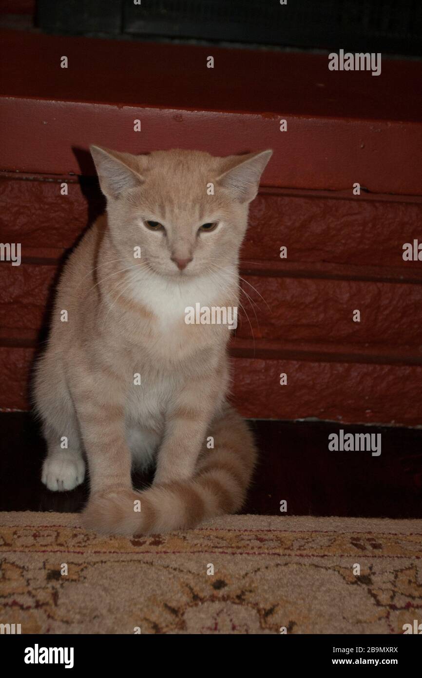 Cream Tabby Cat Stock Photo - Alamy