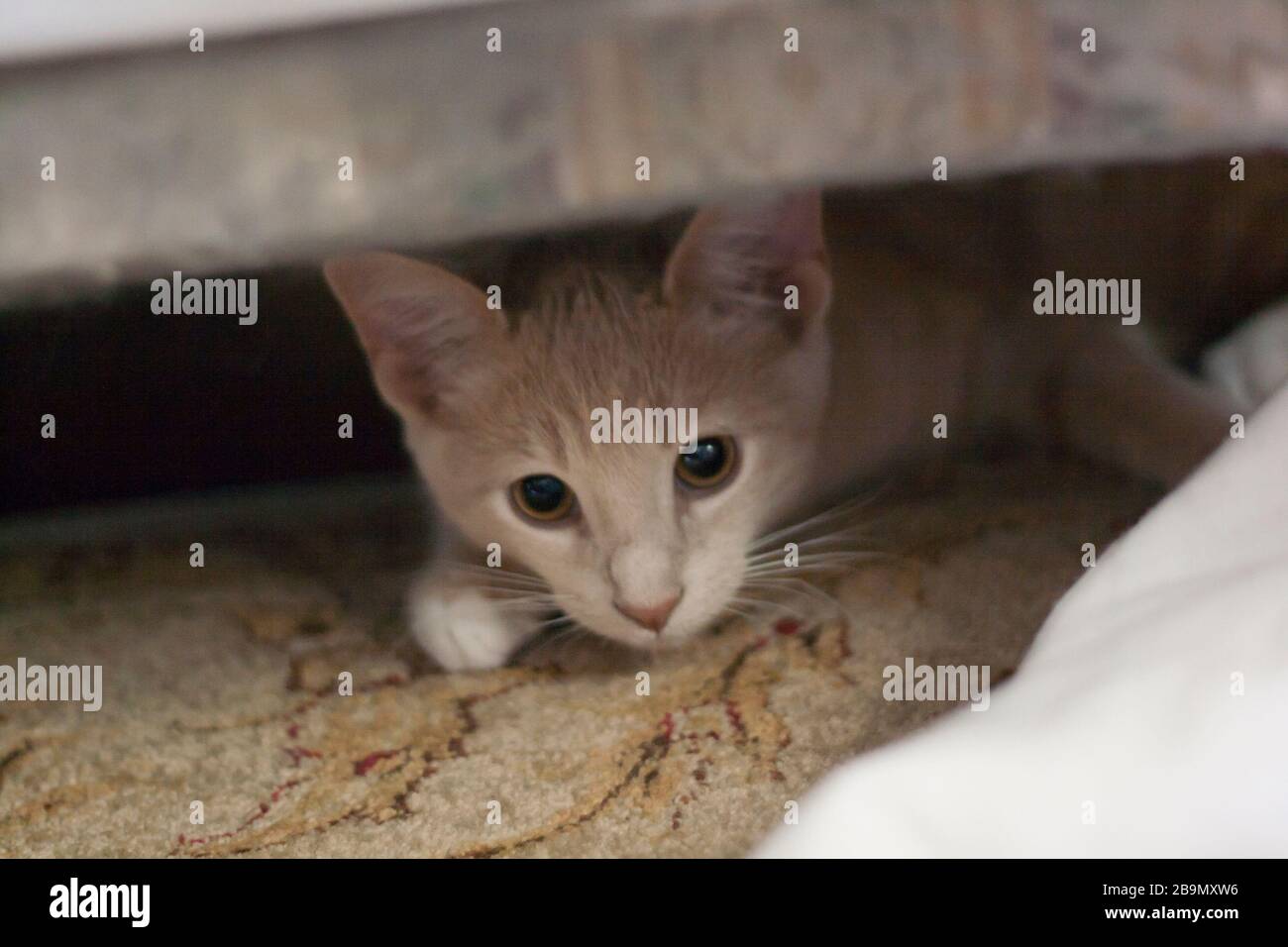 Cream Tabby Cat Stock Photo - Alamy