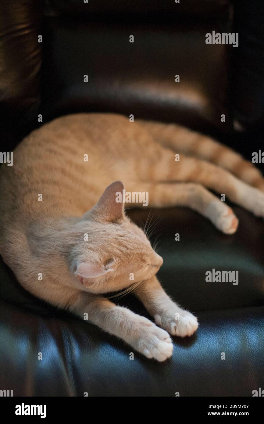 Cream Tabby Cat Stock Photo - Alamy
