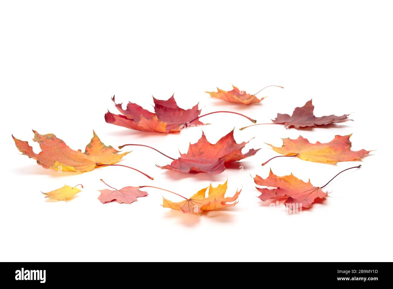 autumn maple leaf isolated on white background Stock Photo - Alamy