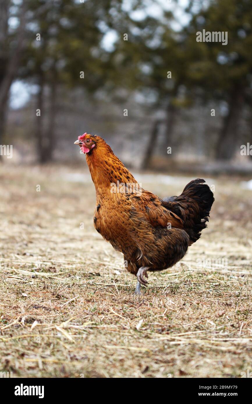 Homestead chickens hi-res stock photography and images - Alamy