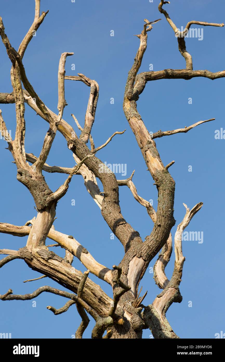 An old, dead oak tree, Quercus robur, photographed against a blue sky ...