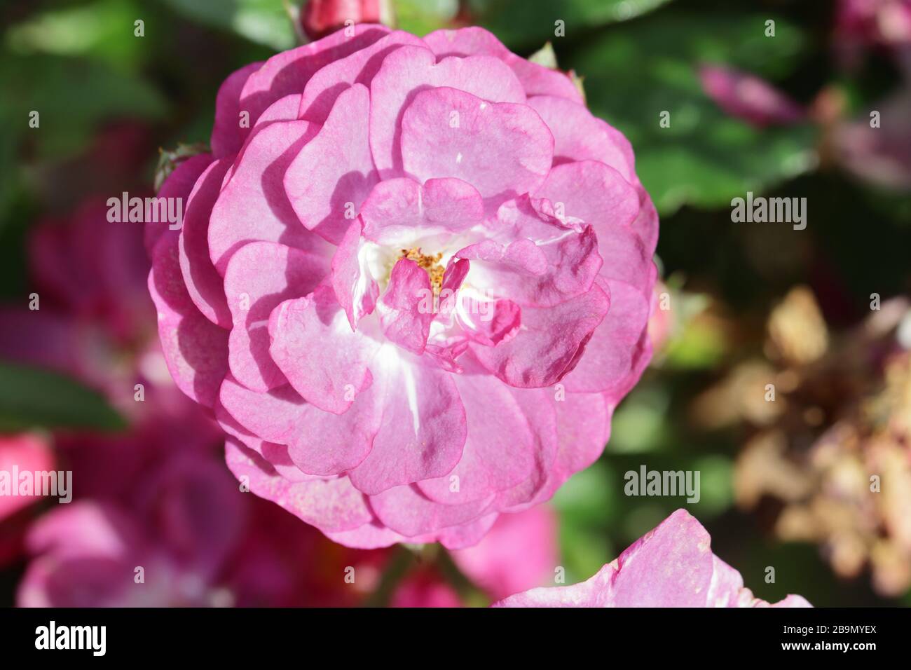 Dwarf rose hi-res stock photography and images - Alamy