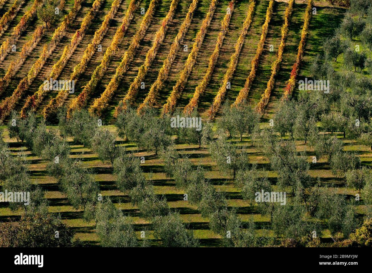 Landscape with vineyards and olive groves near Montepulciano, Tuscany ...