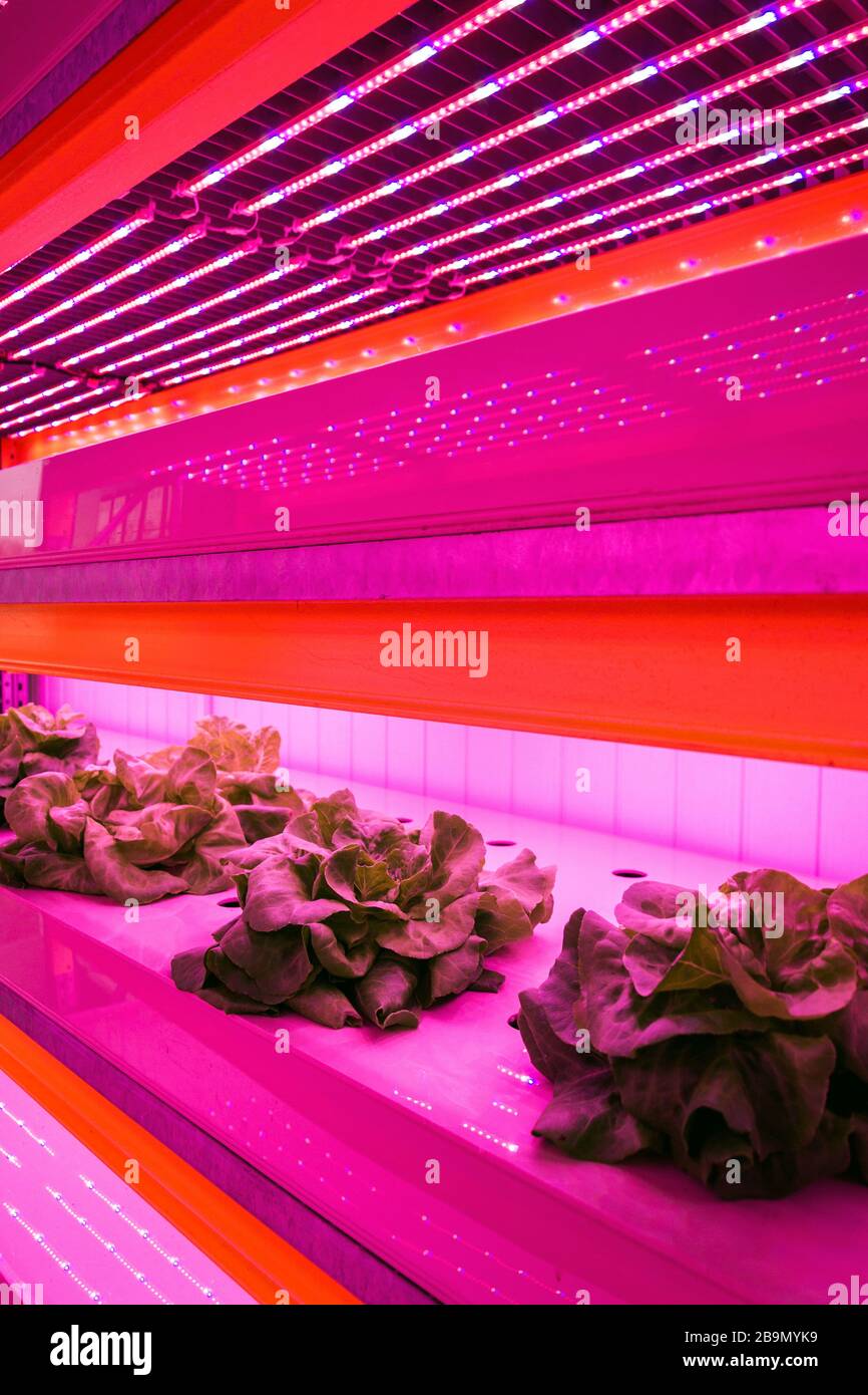 Special LED lights belts above lettuce in aquaponics system combining ...