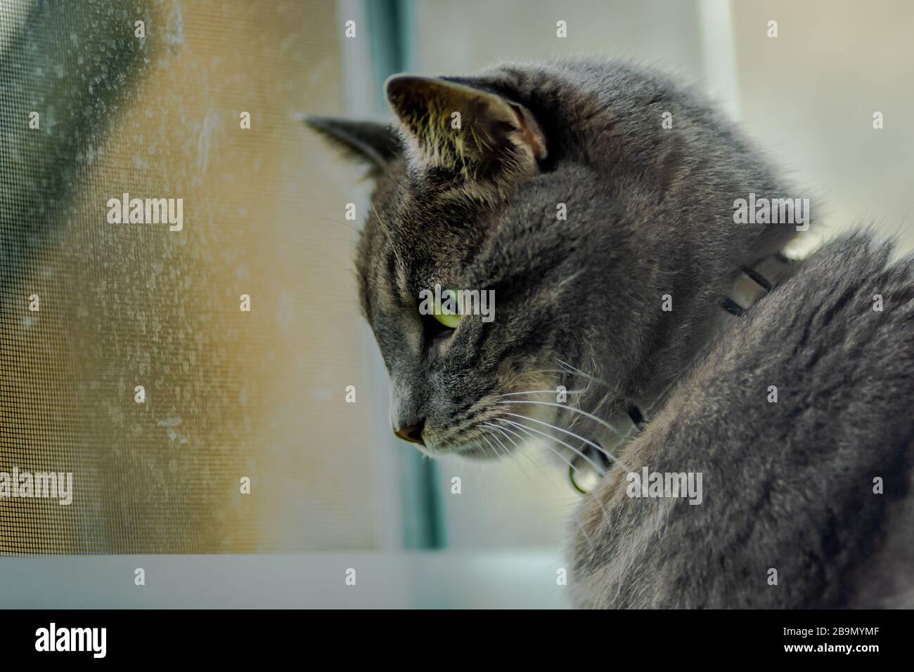 Side face grey tabby hi-res stock photography and images - Alamy