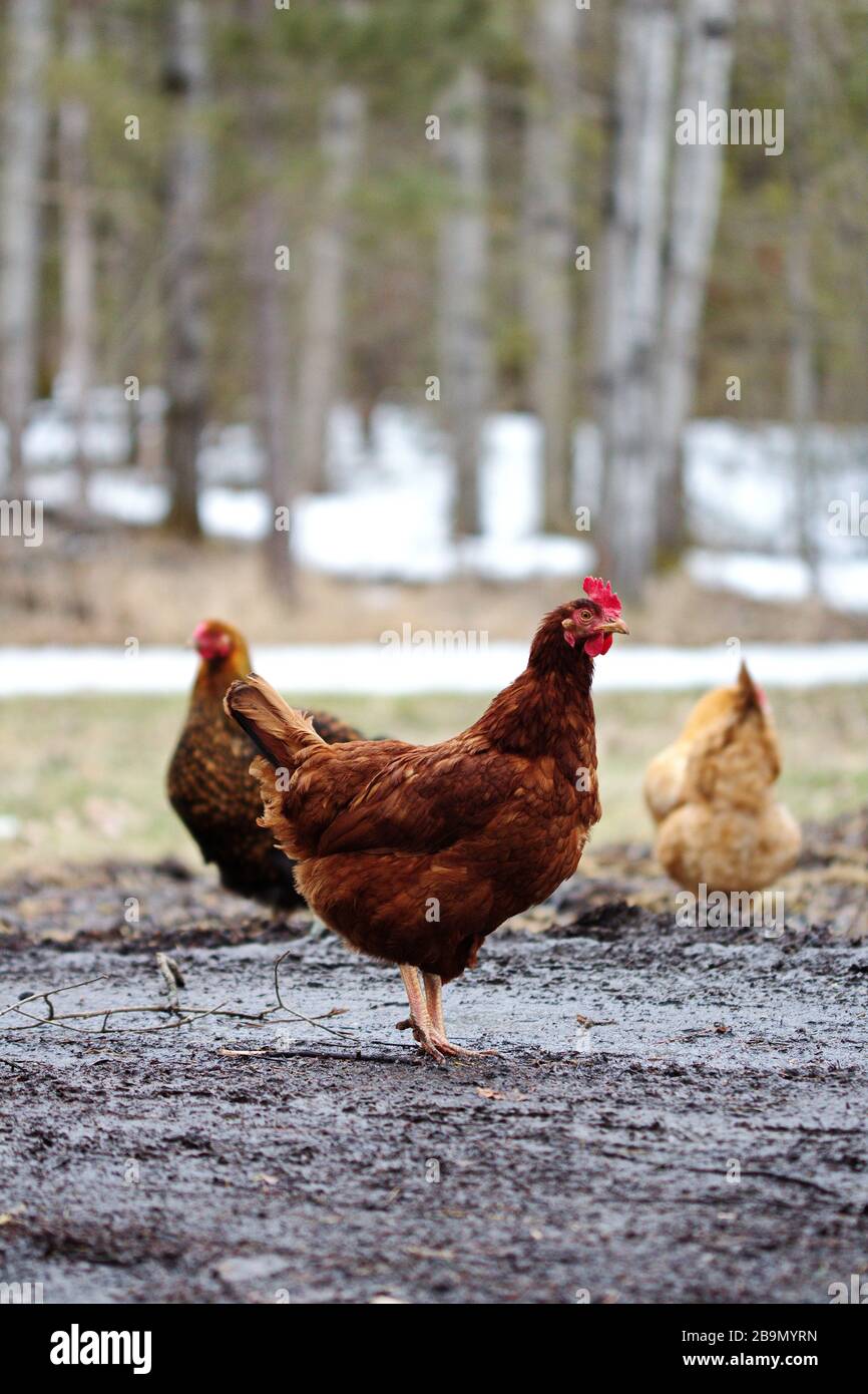 Homestead chickens hi-res stock photography and images - Alamy