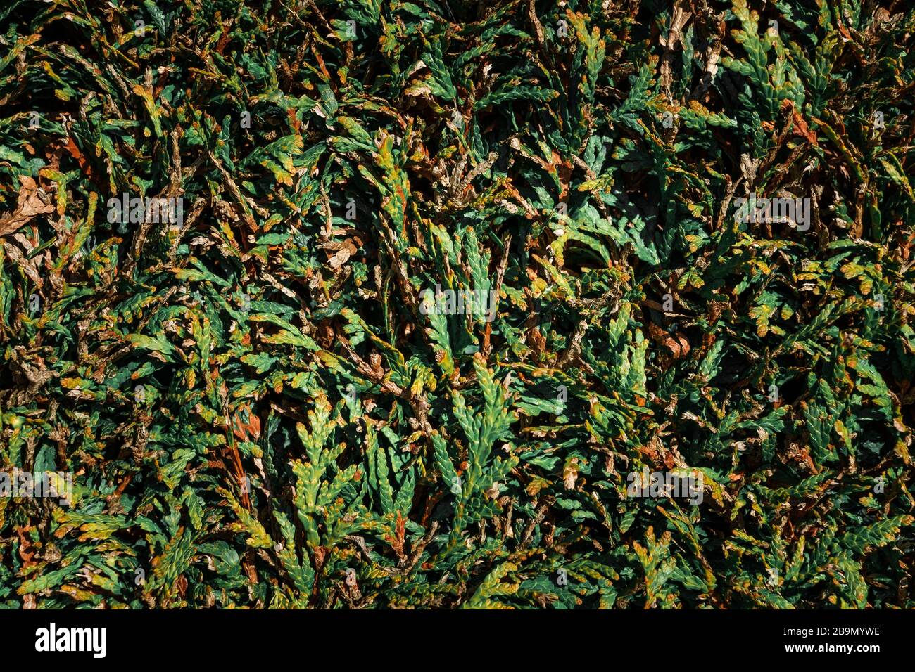 close up shot of a hedge with a lot of contrast, natural lighting and ...
