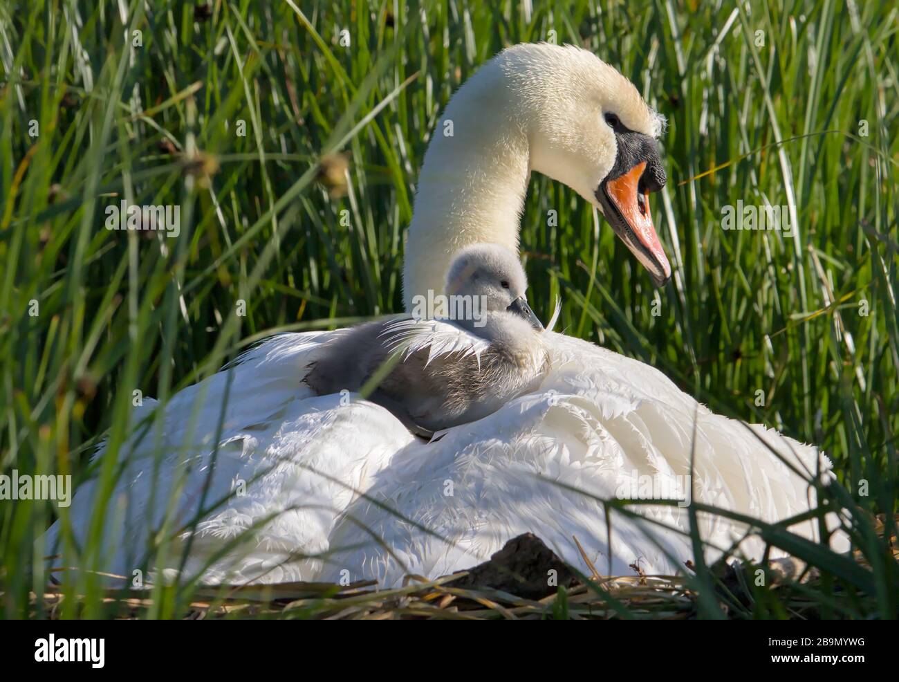 Cygnet on back hi-res stock photography and images - Alamy
