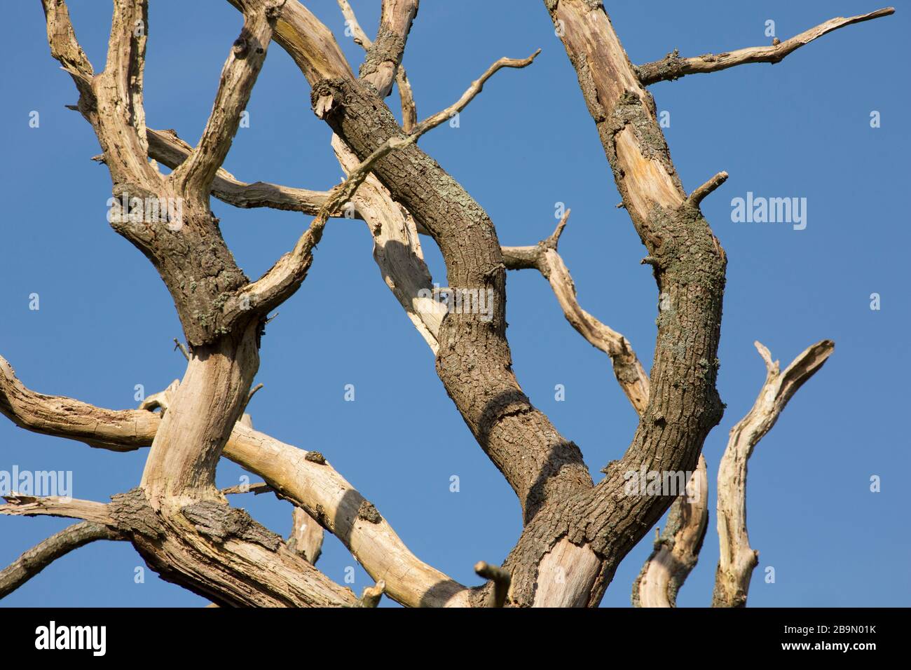 An old, dead oak tree, Quercus robur, photographed against a blue sky ...