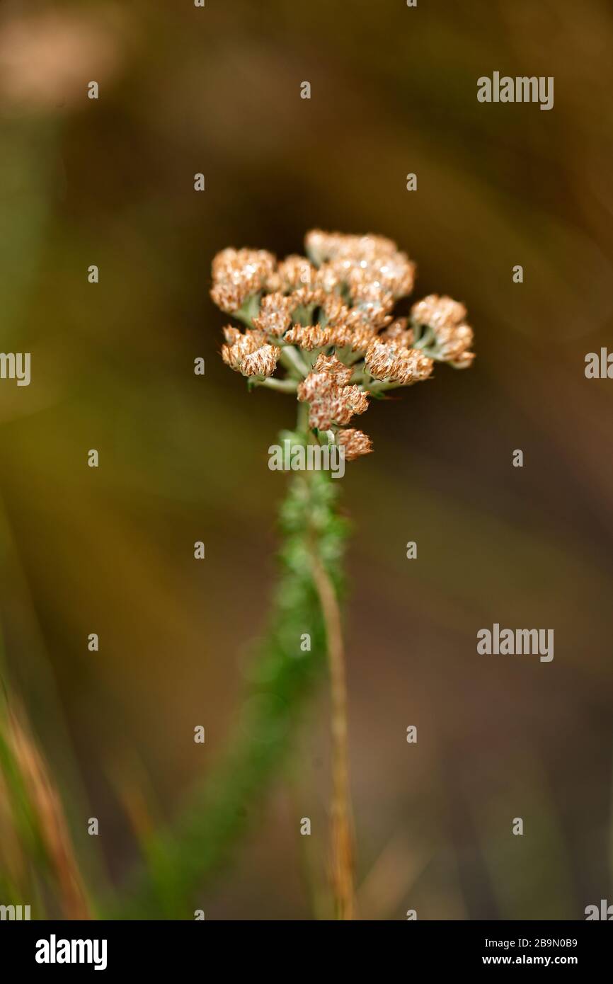 Brunia hi-res stock photography and images - Alamy