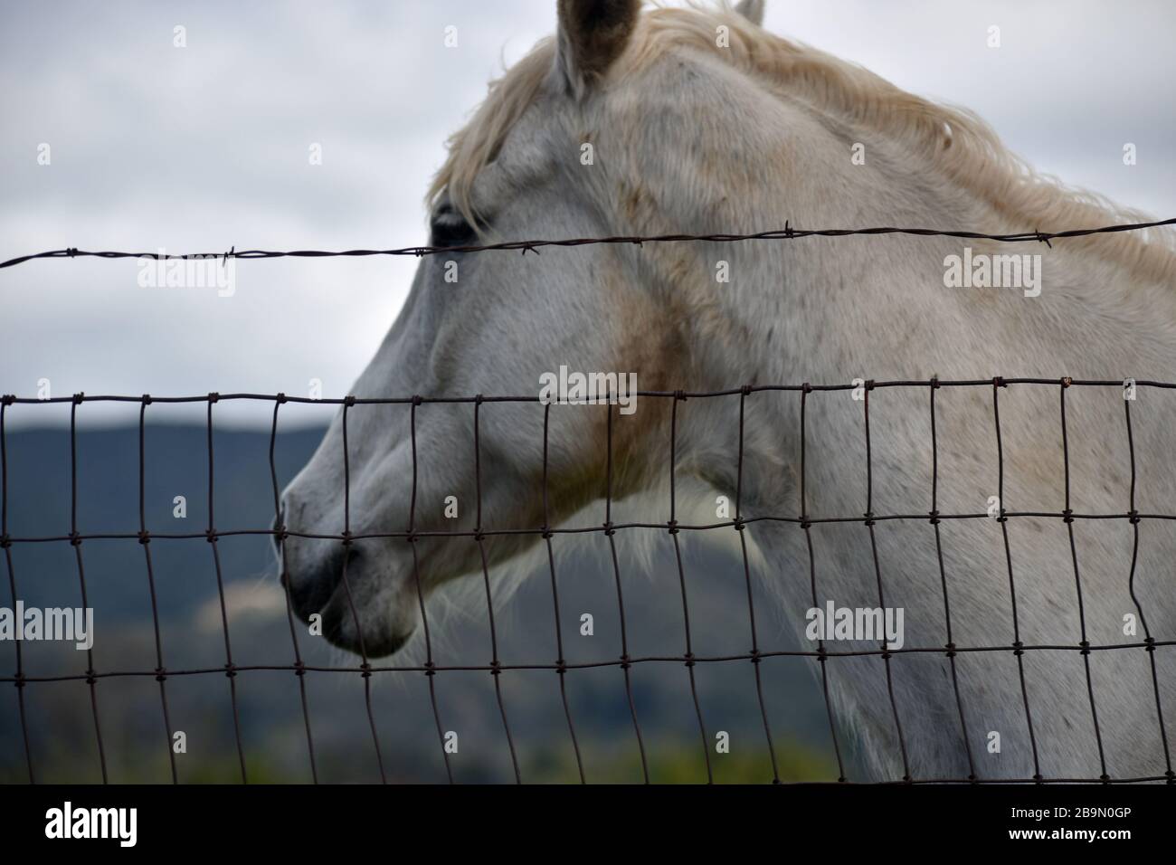 White Quarter Horse Stock Photo - Alamy
