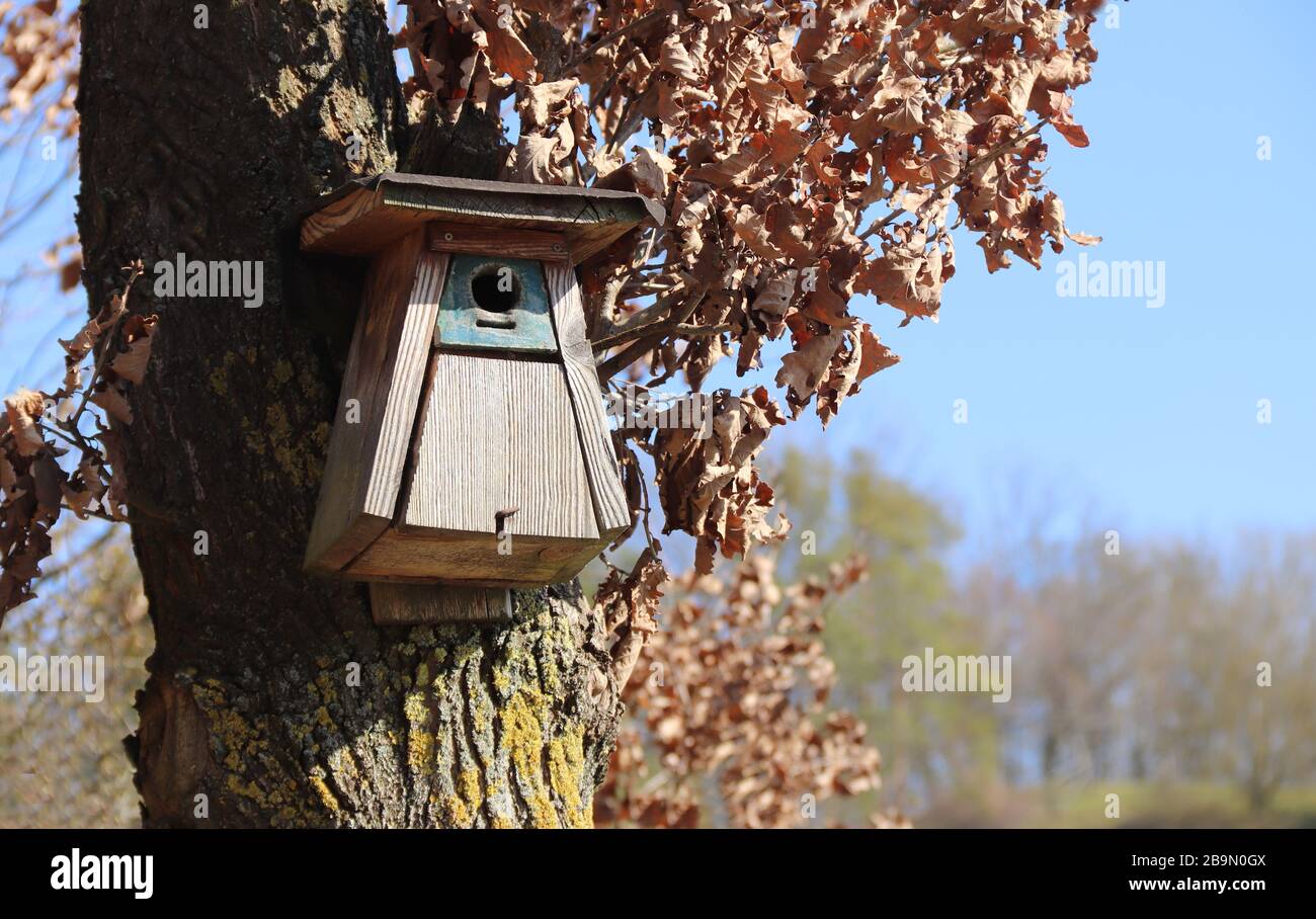 bird nesting box hanging on a tree in front of a sunny springtime ...