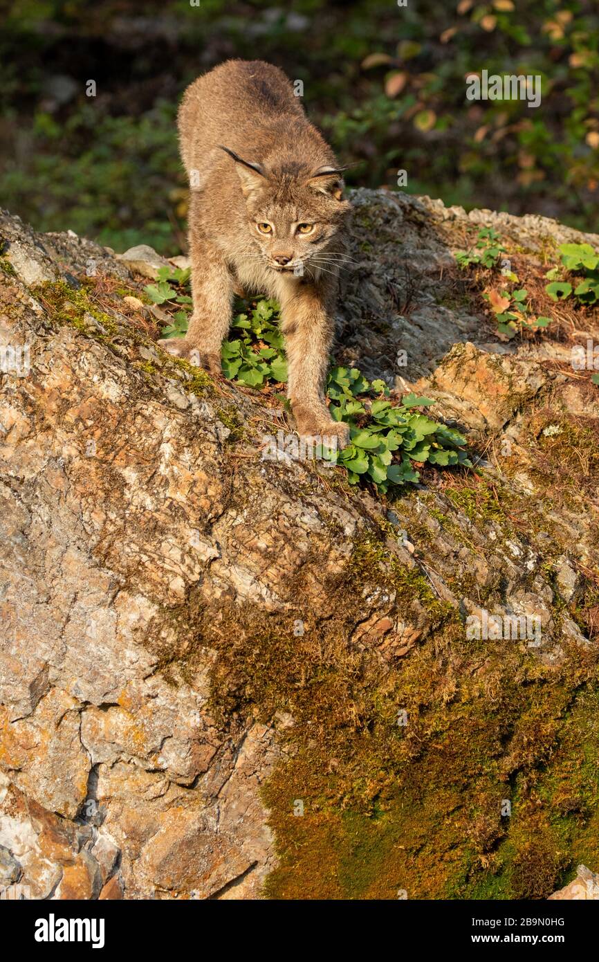 Canadian lynx forest hi-res stock photography and images - Alamy