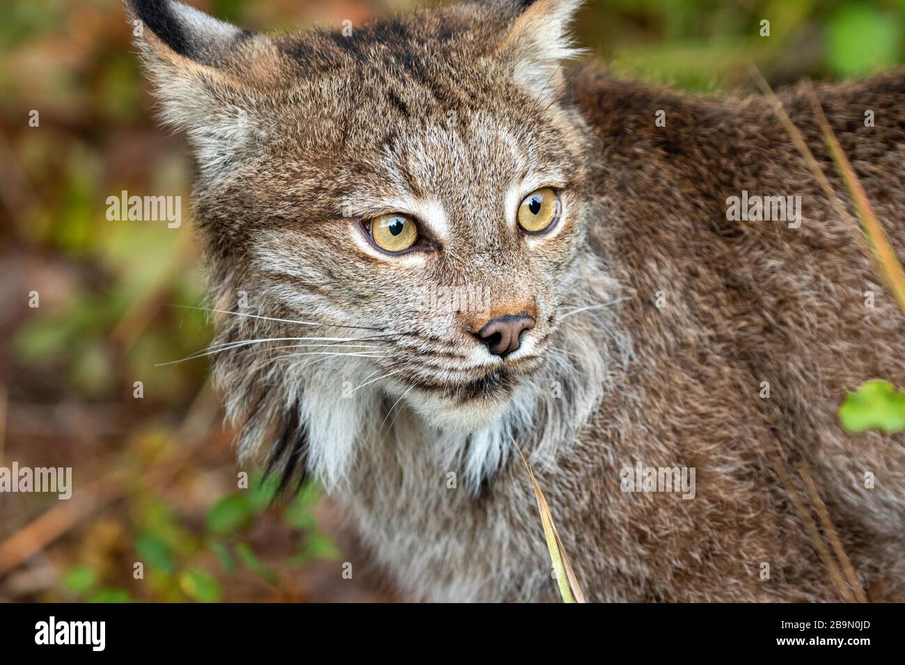 A canadian lynx hi-res stock photography and images - Alamy