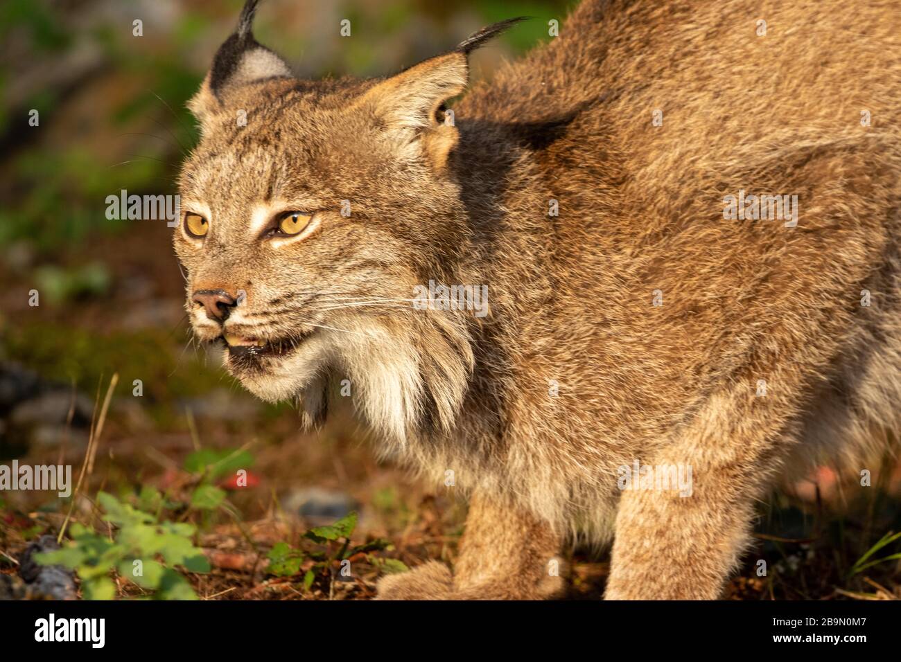 Lynx Ears High Resolution Stock Photography and Images - Alamy