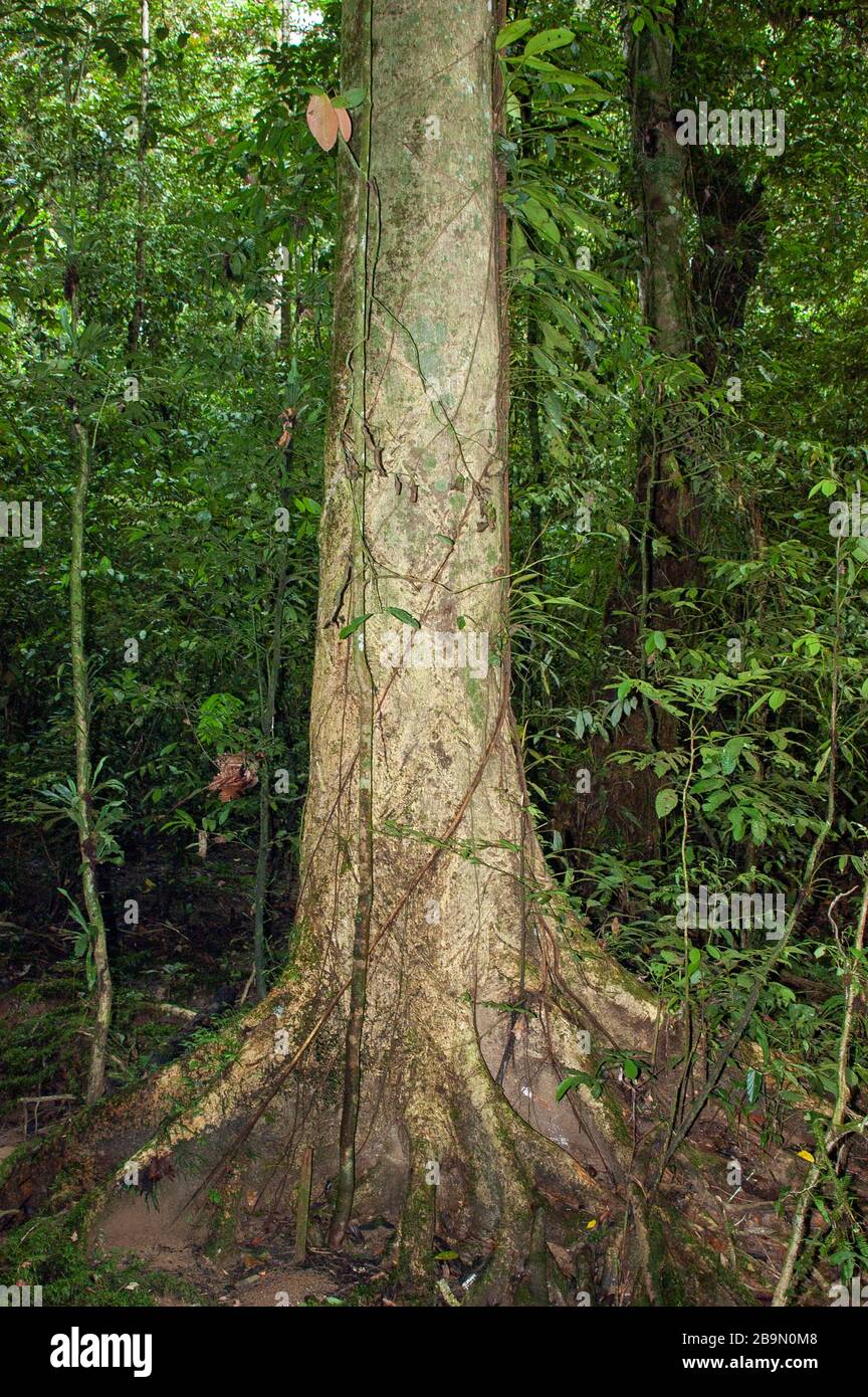 Rooy system hi-res stock photography and images - Alamy