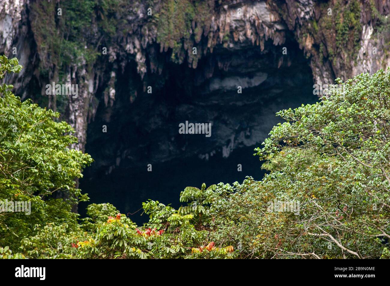 The mouth of Deer Cave in Mulu, Sarawak, Malaysia, home to millions of ...