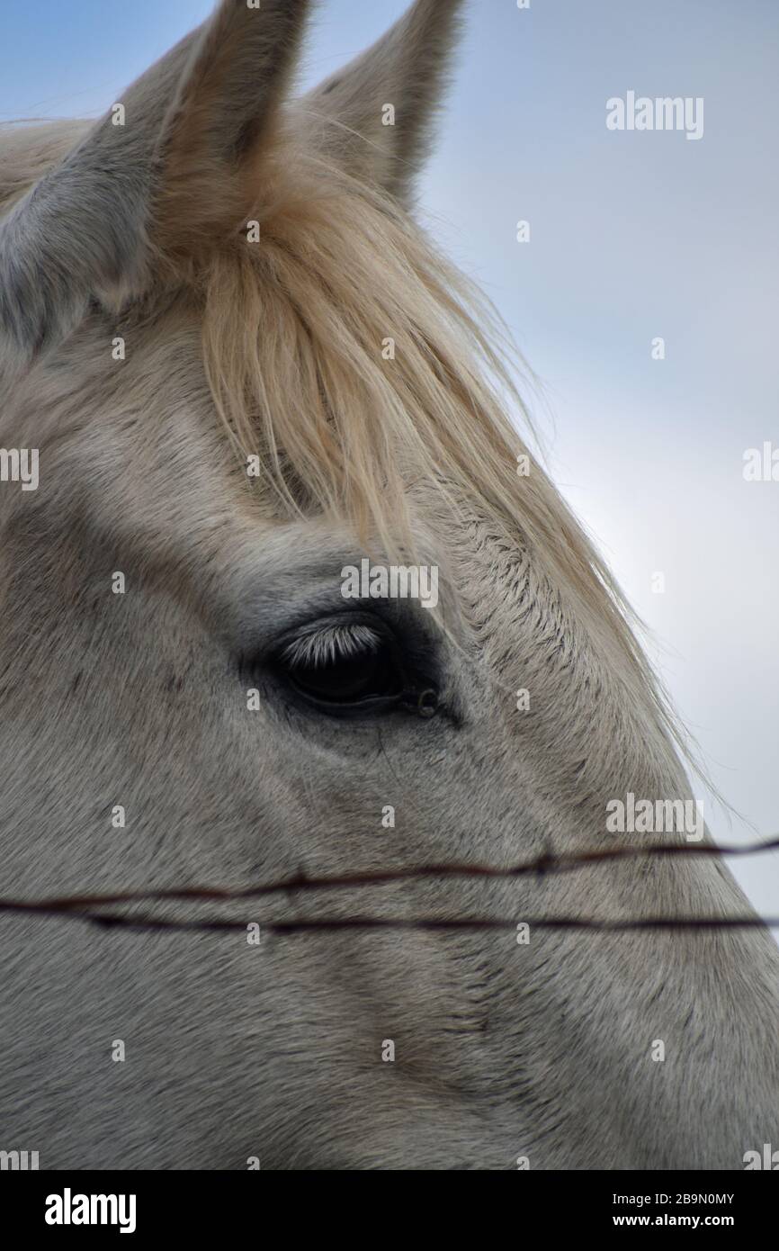 White Quarter Horse Stock Photo - Alamy