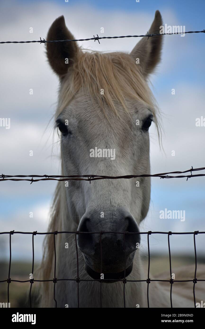 White Quarter Horse Stock Photo - Alamy