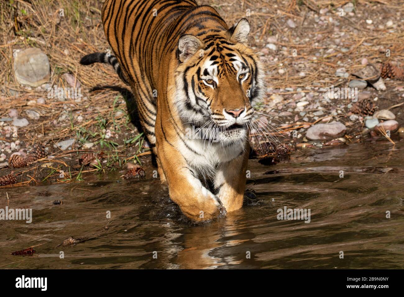 Wade hunt hi-res stock photography and images - Alamy