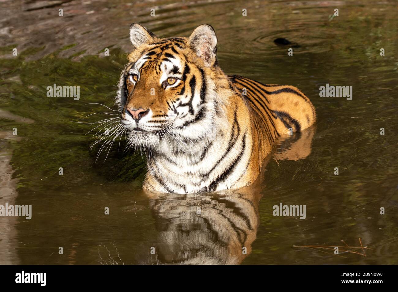 Wet Tiger High Resolution Stock Photography and Images - Alamy
