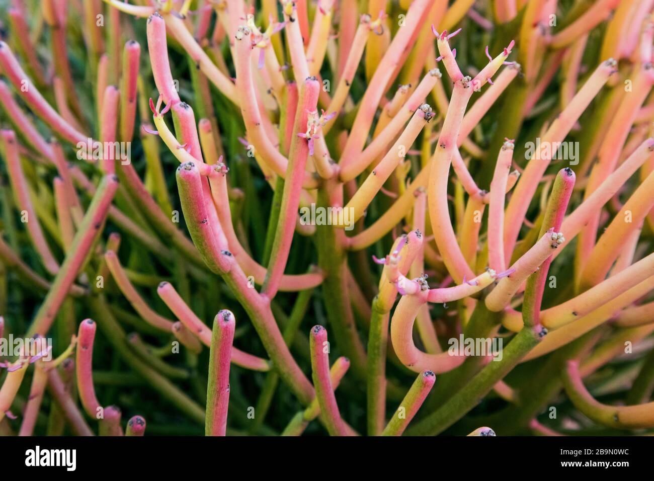 Pencil cactus hi-res stock photography and images - Alamy