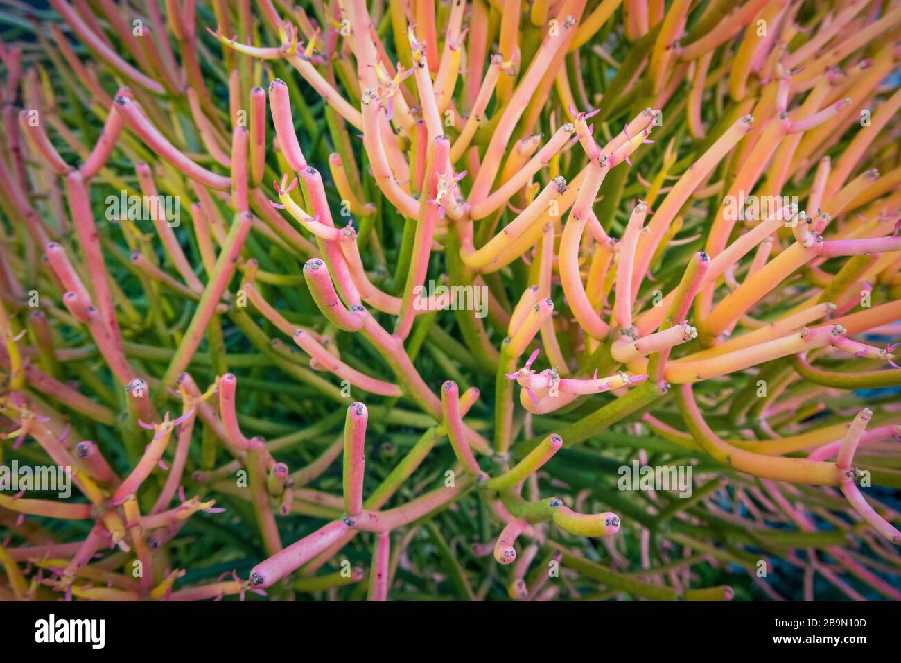 Pencil cactus desert hi-res stock photography and images - Alamy