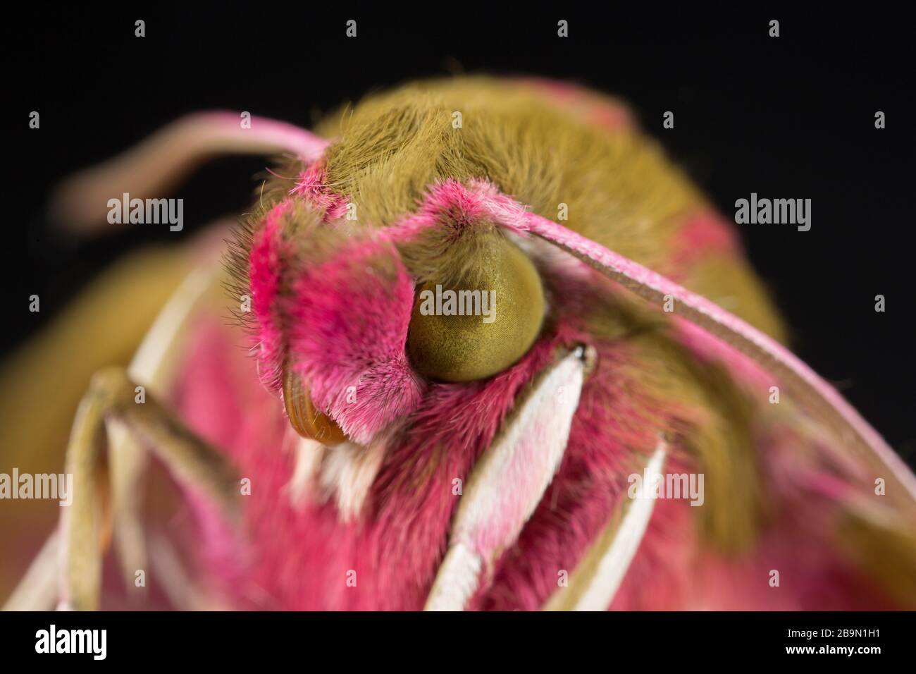 Elephant hawk moth chrysalis hi-res stock photography and images - Alamy