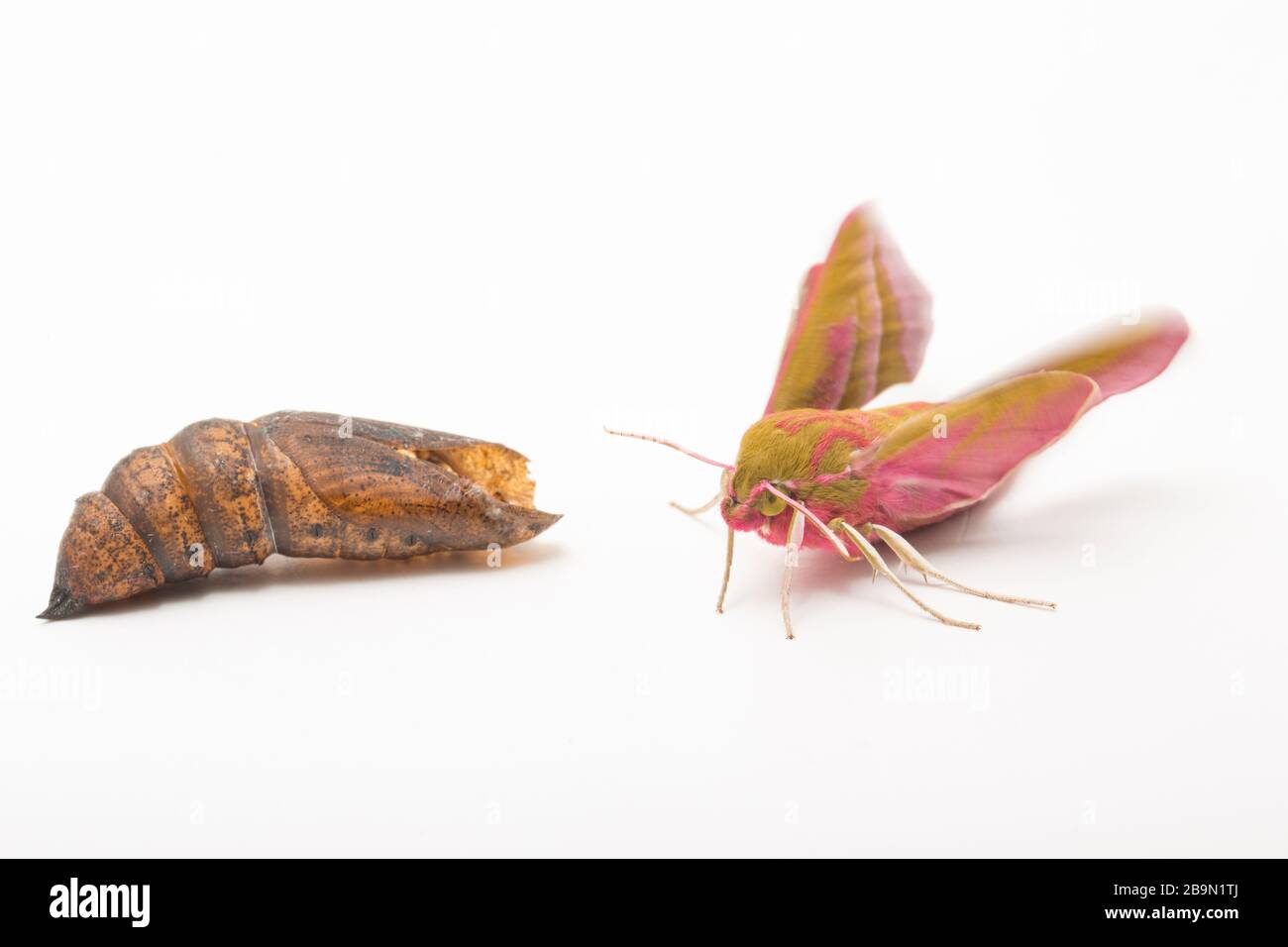 A newly emerged elephant hawk moth, Deilephila elpenor, next to its ...