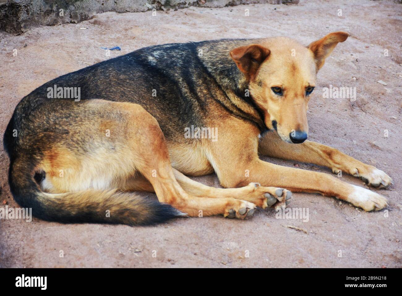 Black And Tan Dog High Resolution Stock Photography and Images - Alamy