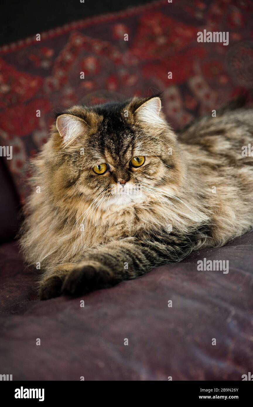 Shirazi Cat High Resolution Stock Photography and Images - Alamy